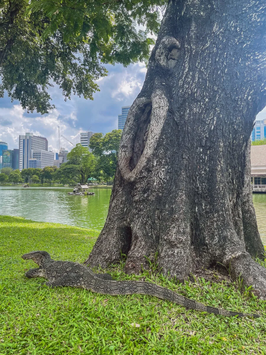 Lumphini Park Bangkok: Monitor Lizards And Nature In The Middle Of The City